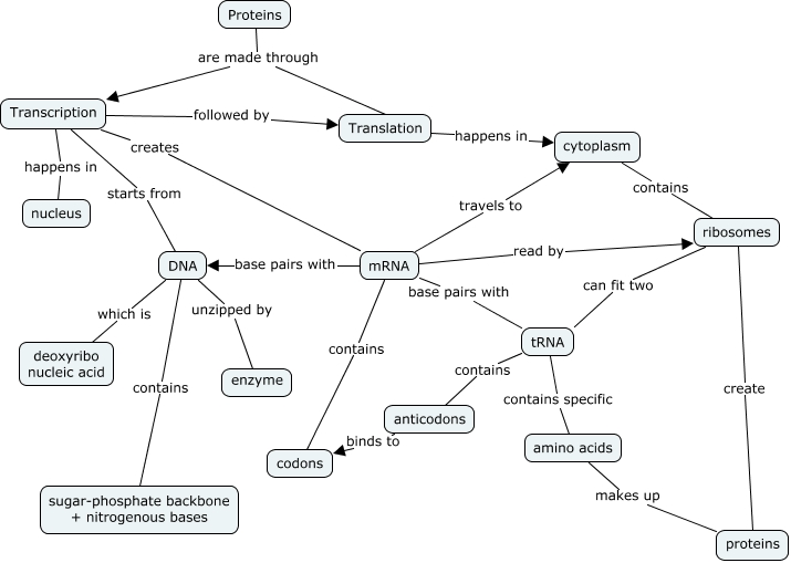 Protein Synthesis - How does protein synthesis work?